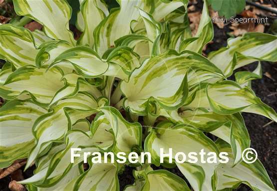 Hosta Kiwi Spearmint - Fransen Hostas